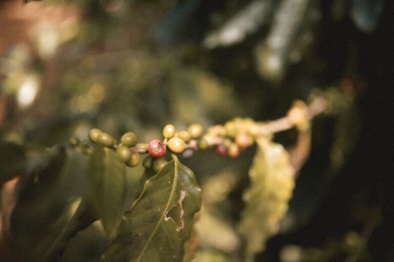 モカマタリとは？イエメン産コーヒーの風味と通販おすすめ3選を紹介 | コーヒー豆研究所